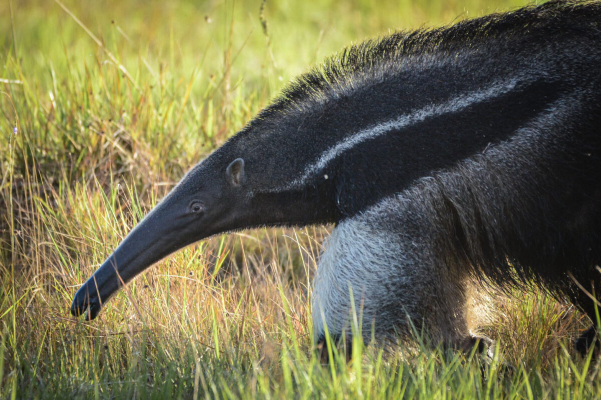 Giant Anteaters | Guyana Activities - Journey Latin America