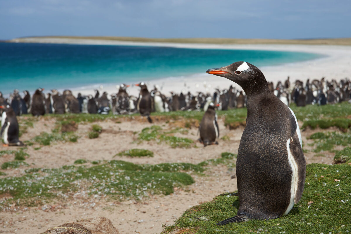 Bleaker Island - Places to visit - Falkland Islands - Journey Latin America