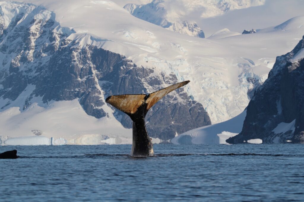 Whale watching in Antarctica - Things to do - Journey Latin America