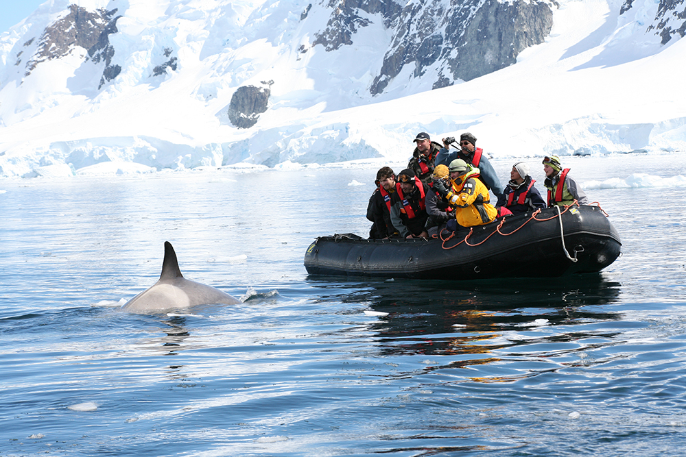Wildlife watching in Antarctica - Things to do - Journey Latin America
