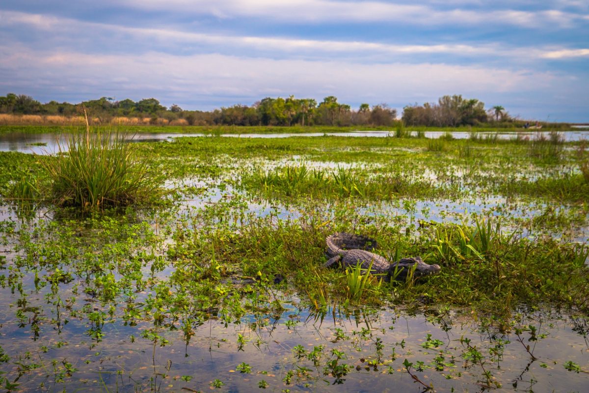 Ibera Wetlands - Places to Visit - Argentina - Journey Latin America