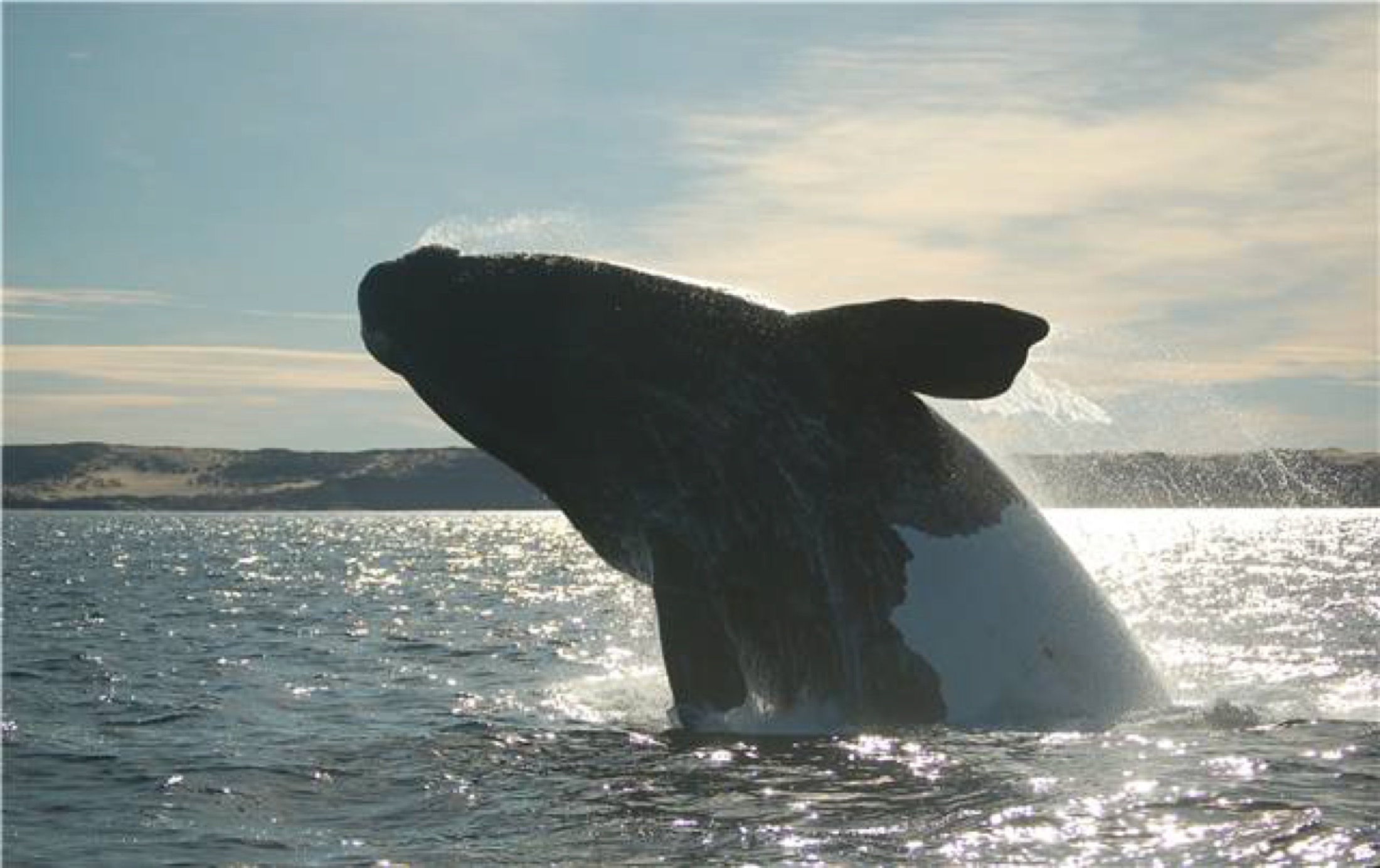 Valdes Peninsula - Places to visit - Argentina - Journey Latin America