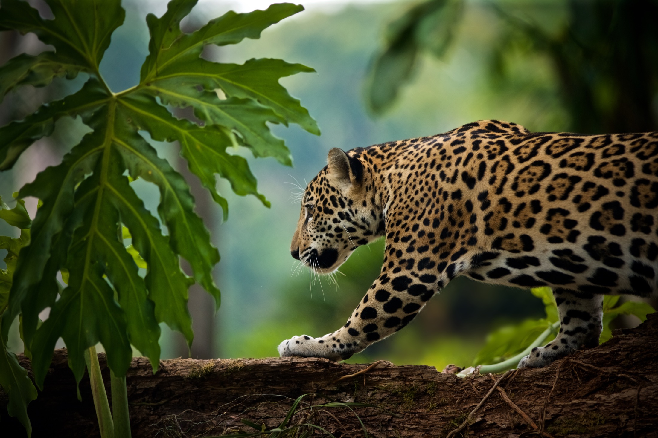 Belize Holidays and Tours - Journey Latin America