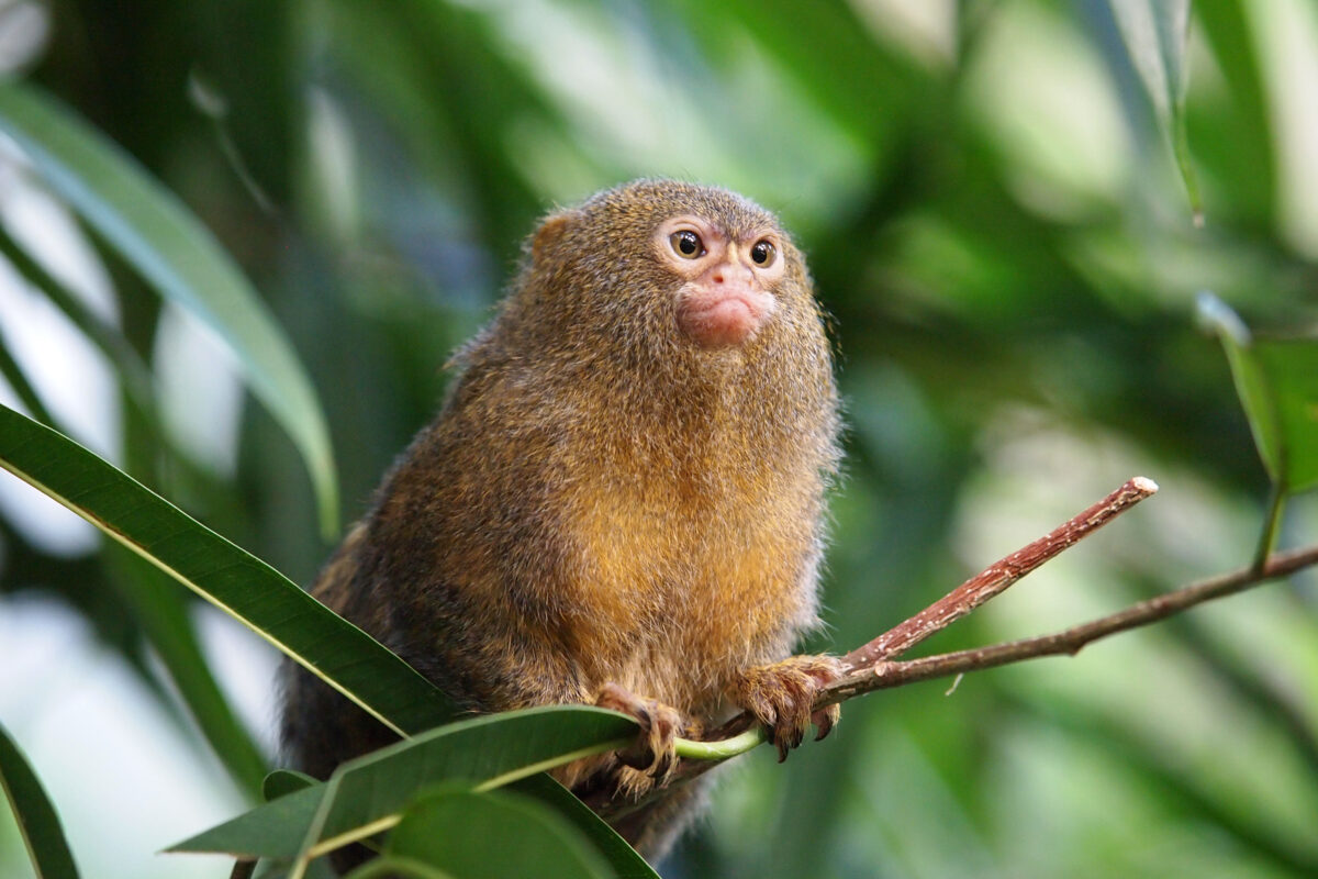 Secrets Of The Amazon - Journey Latin America
