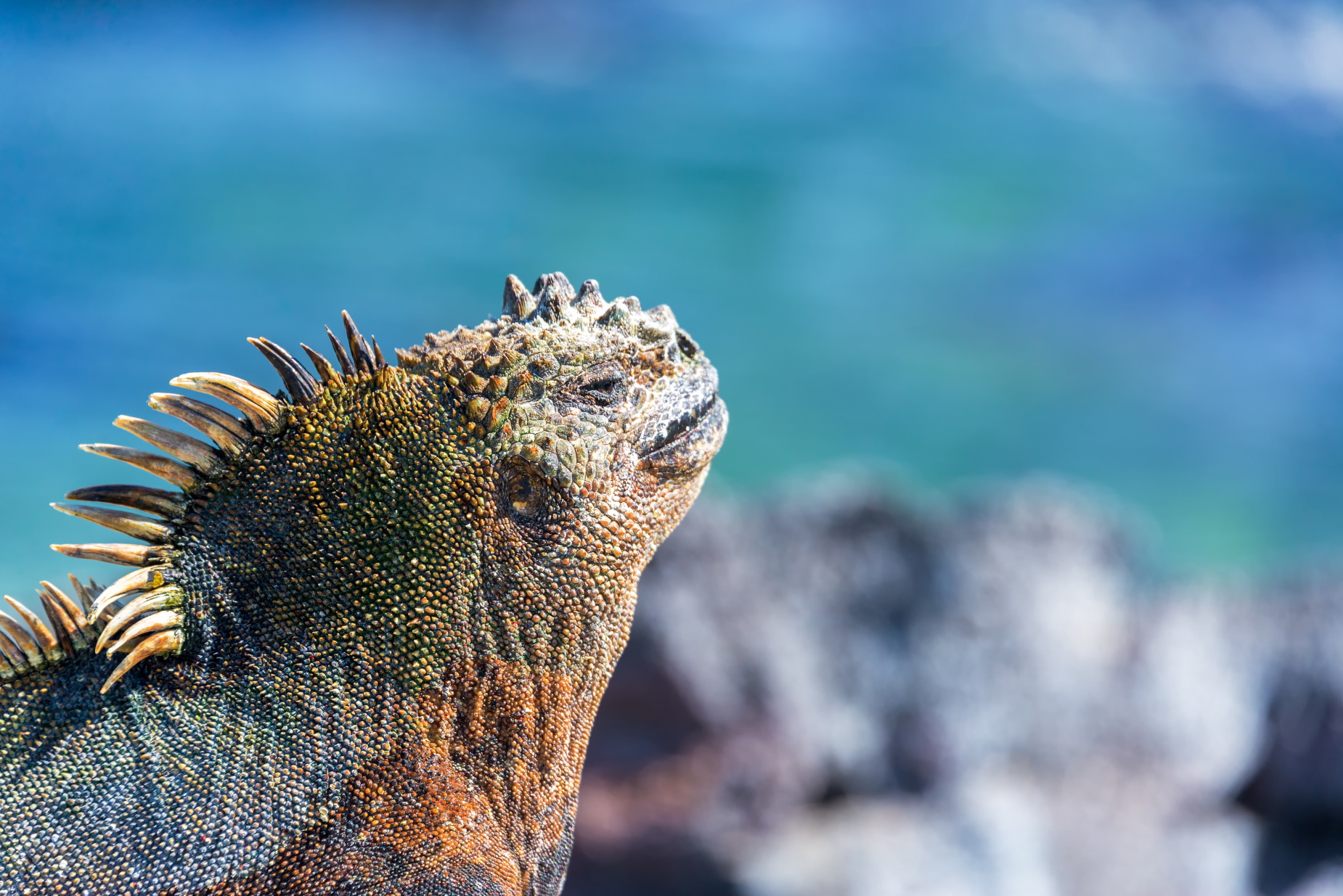Ecuador's Andes and Galapagos island hopping - Journey Latin America