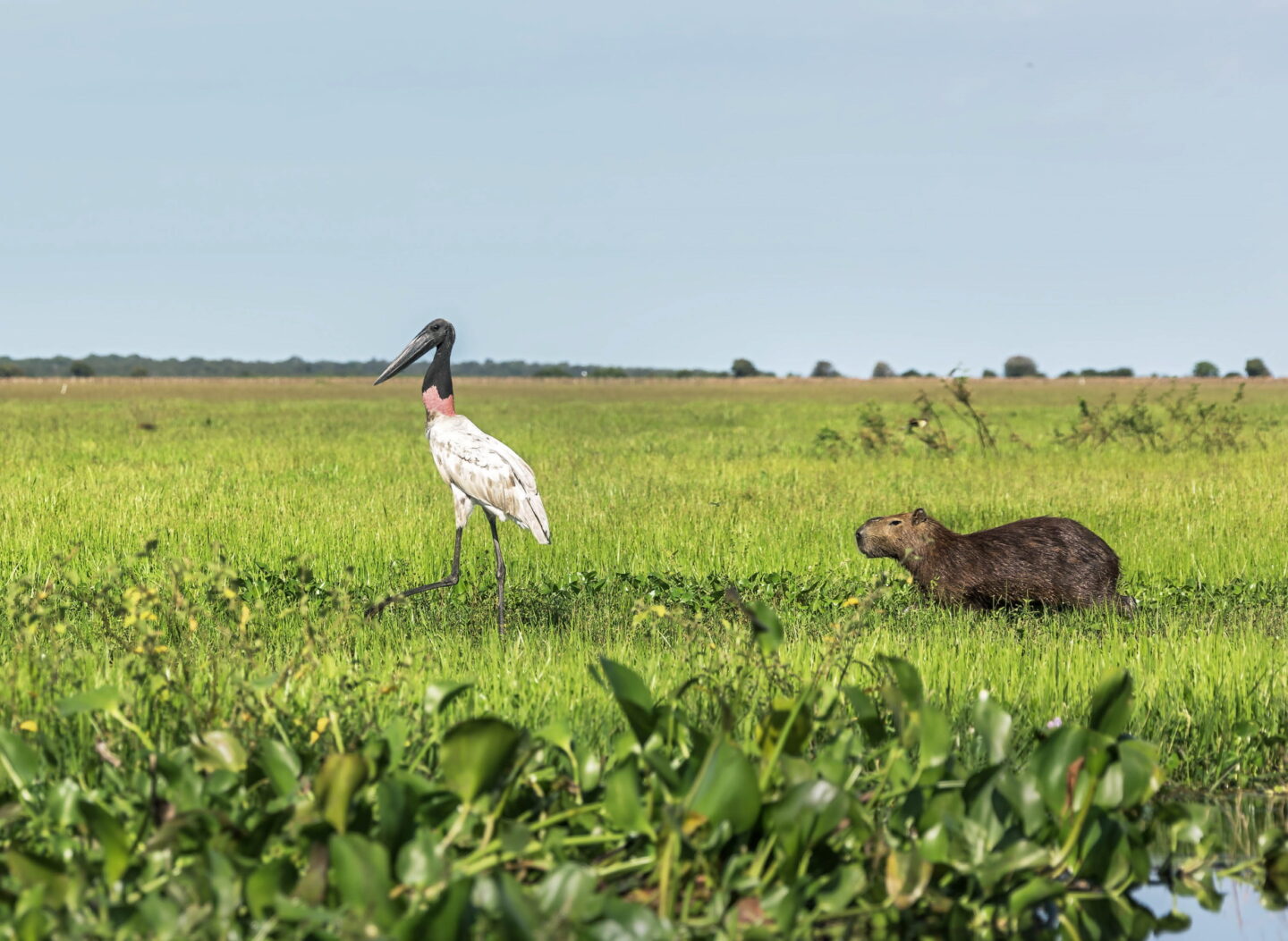 The Venezuelan Llanos Fact File - Journey Latin America