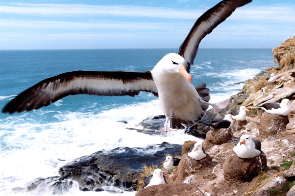 When’s the best time to see the waved albatross? - Galapagos - Journey ...