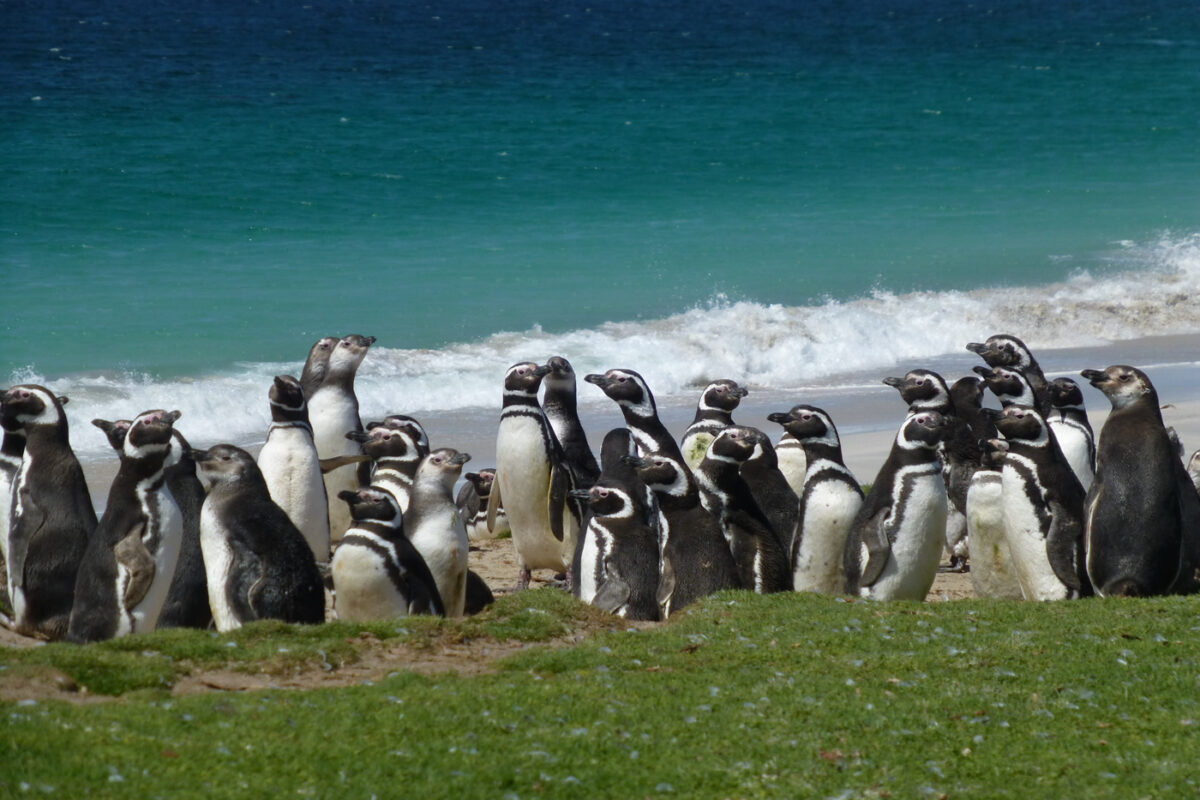Where to find penguins in South America - Journey Latin America