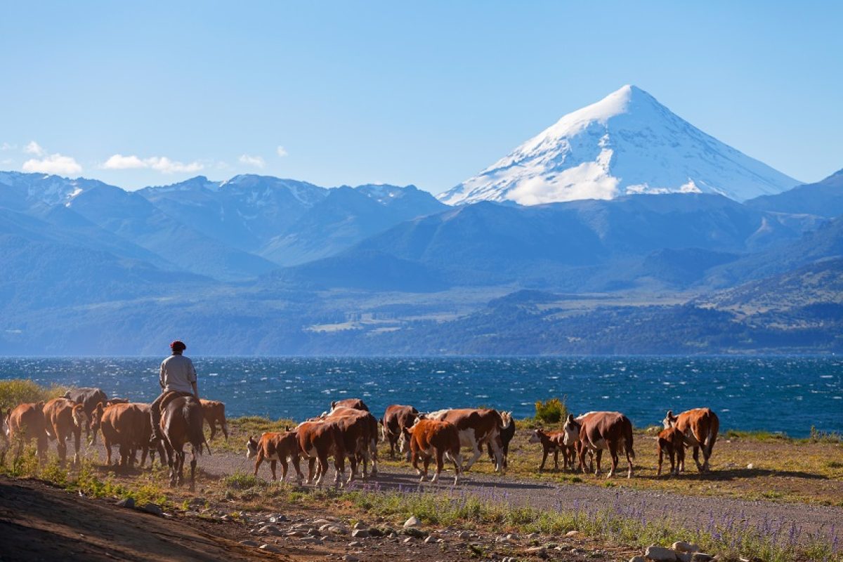 Virgin Mary on a tree and the elusive Lanin - Journey Latin America
