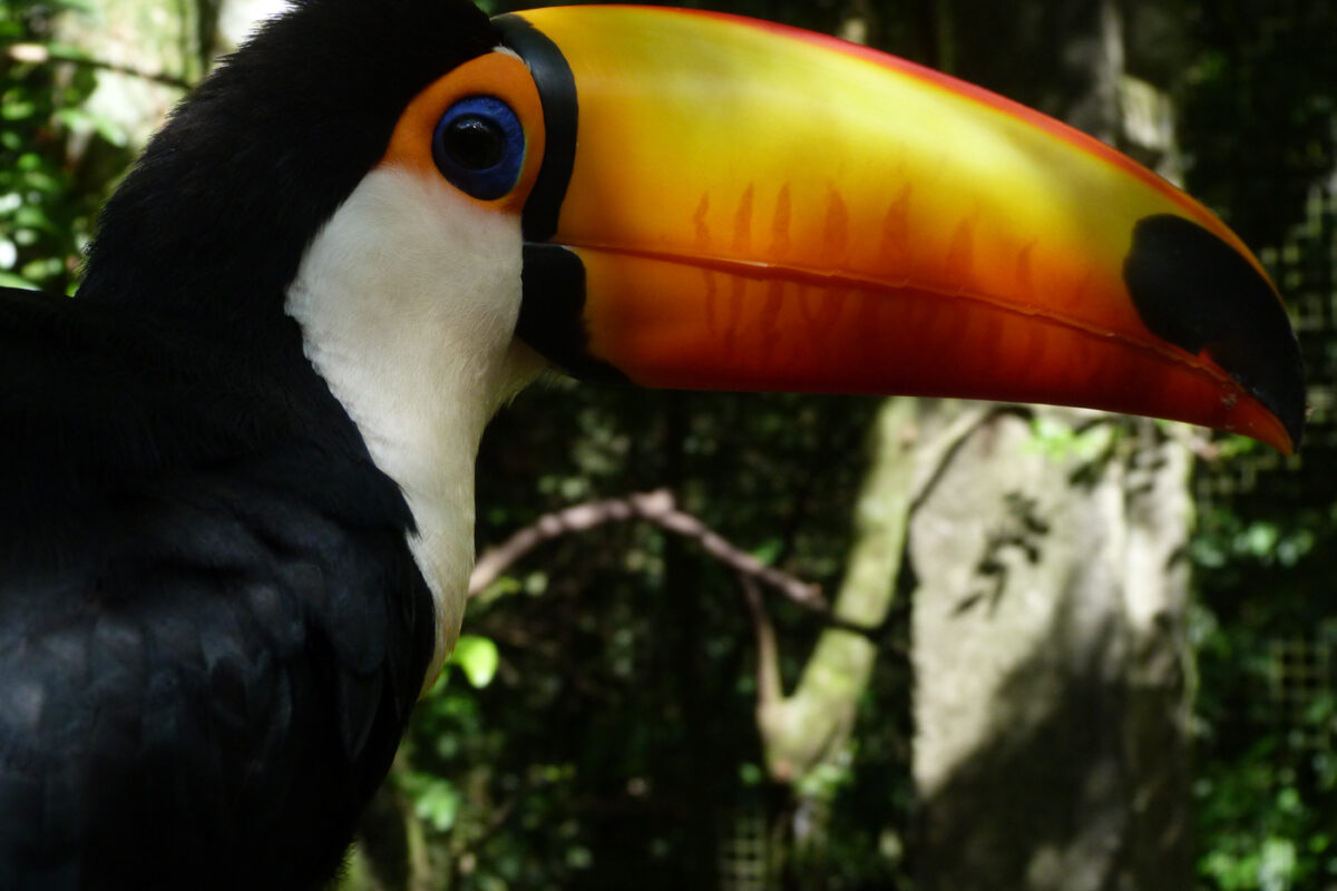 Into the Amazon - Travel - Journey Latin America