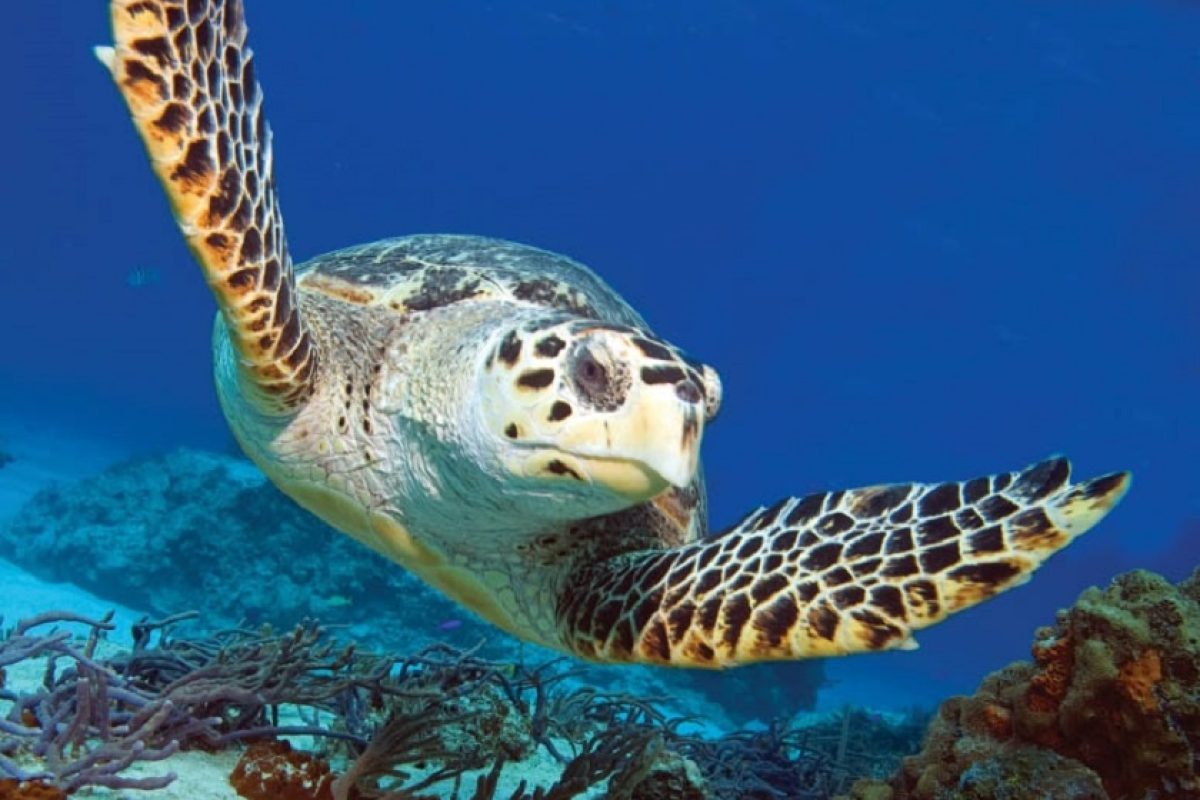 Turtle and tortoise spotting - Things to do - Latin America - Journey ...