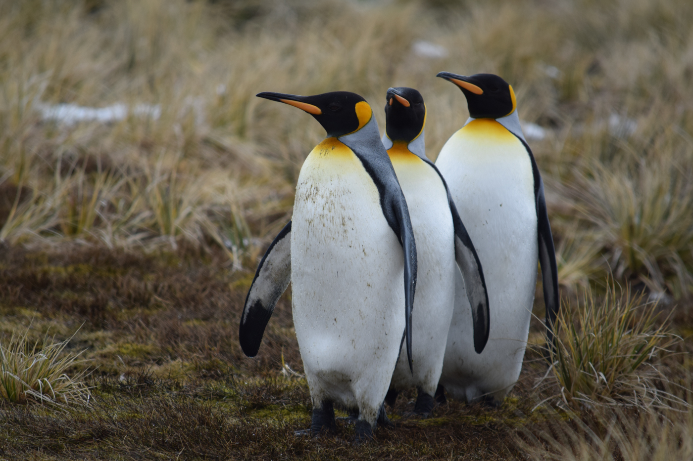 The Falkland Islands Holidays & Tours - Journey Latin America