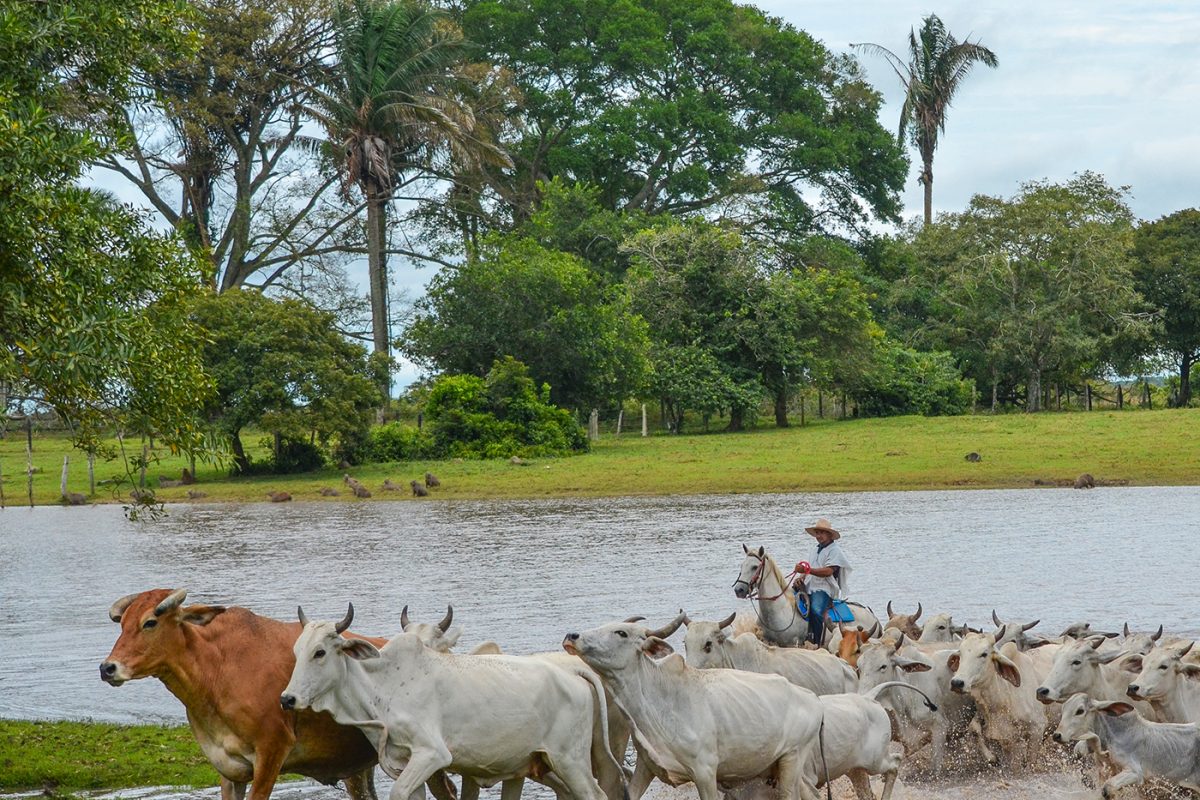 Discover Colombian cowboy culture. - Journey Latin America
