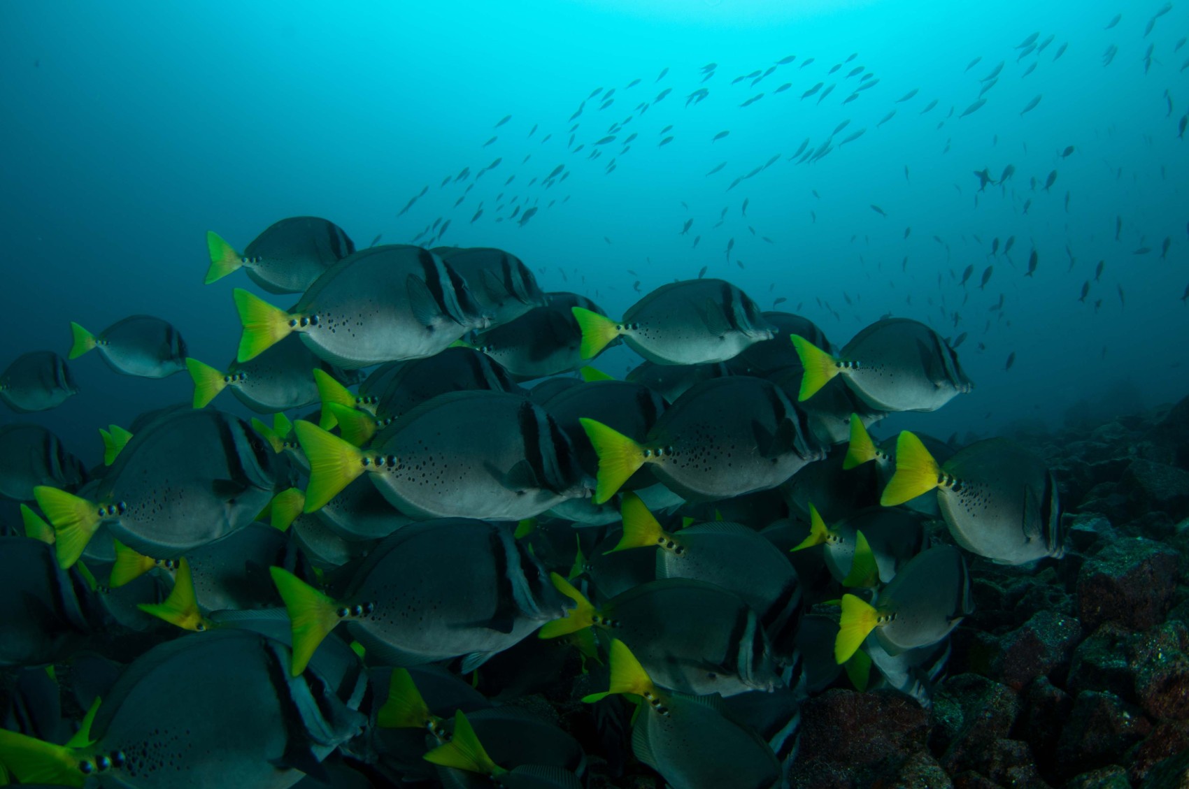 Galapagos Islands - Diving - Journey Latin America