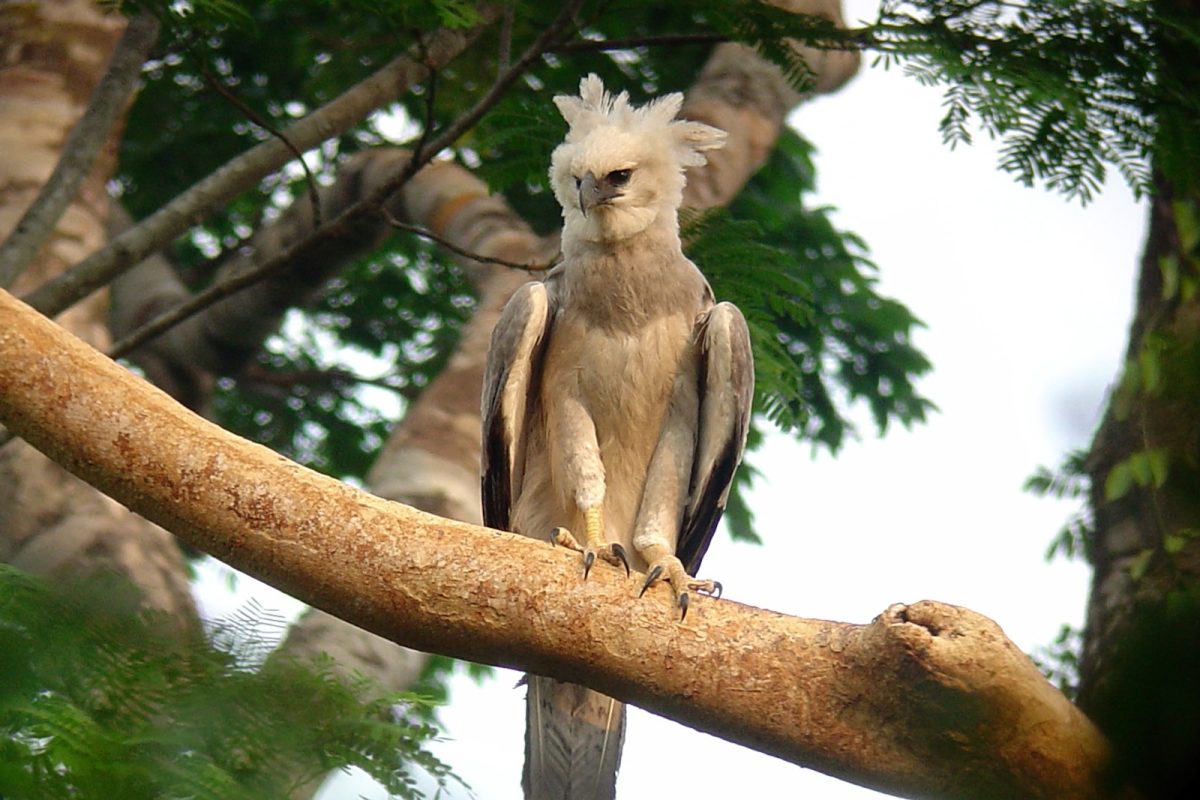 Harpy Eagle Nest