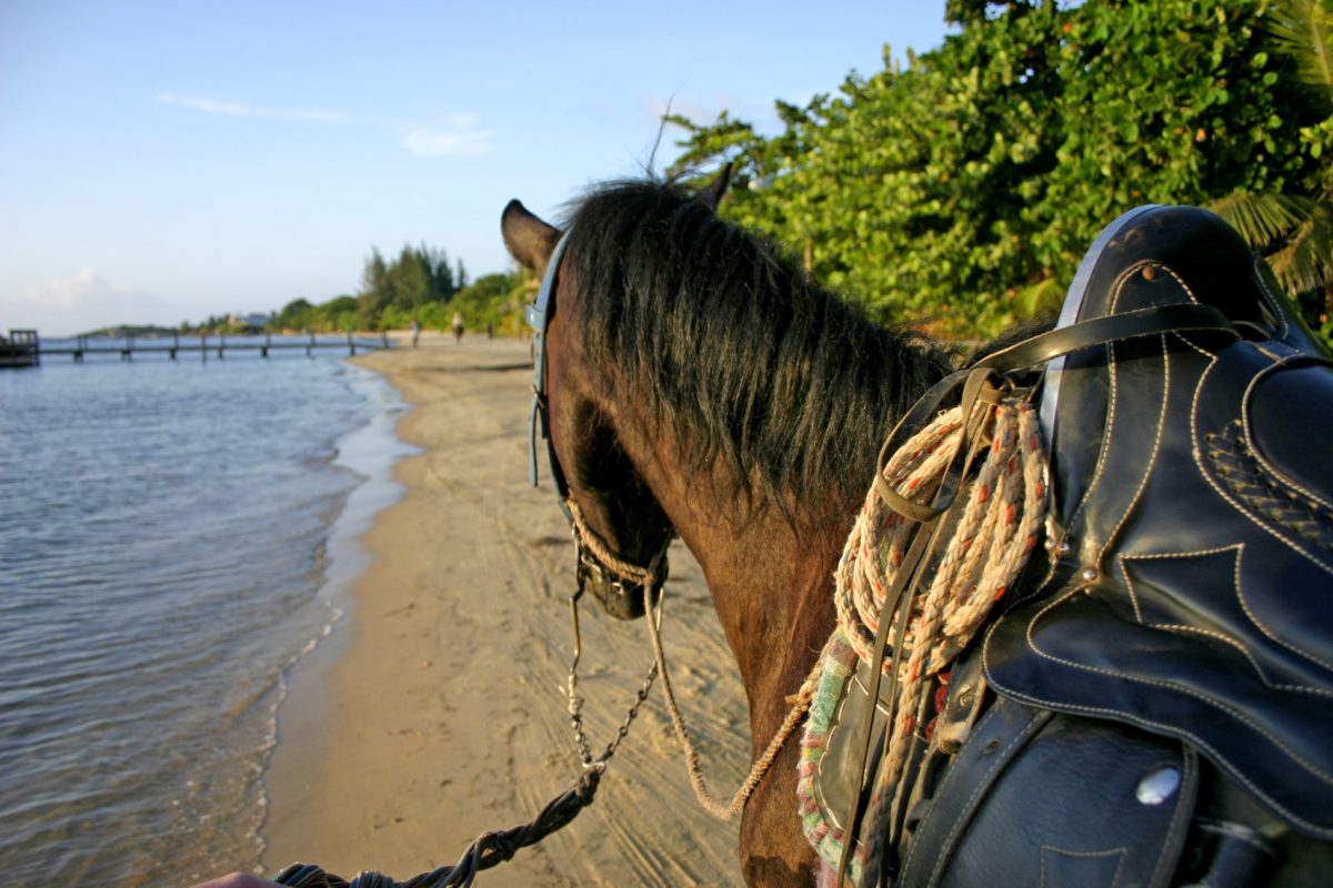 Go Horse Riding - Copan - Journey Latin America