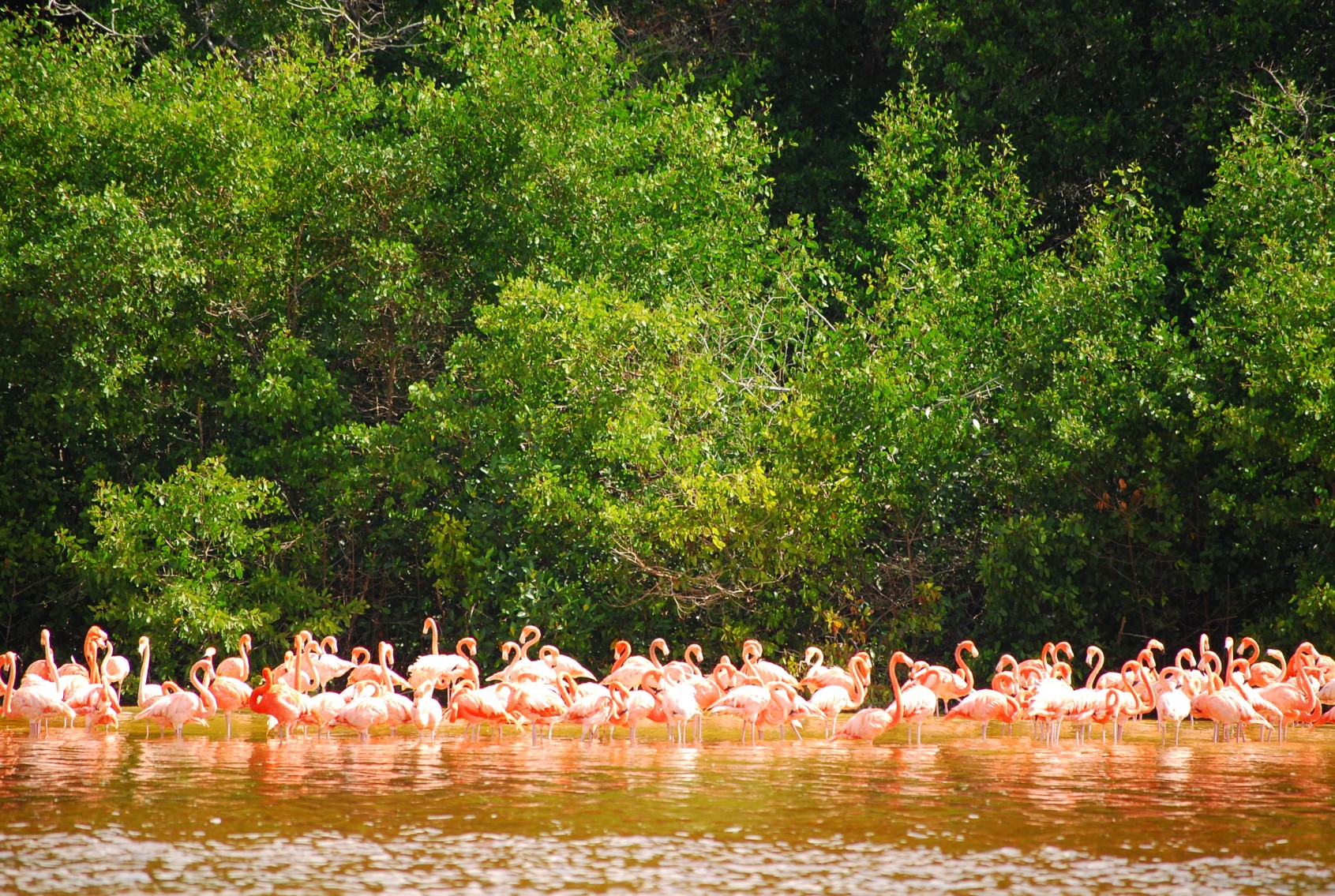 Visit the flamingos of Lake Celestún - Things to do - Mexico - Journey ...
