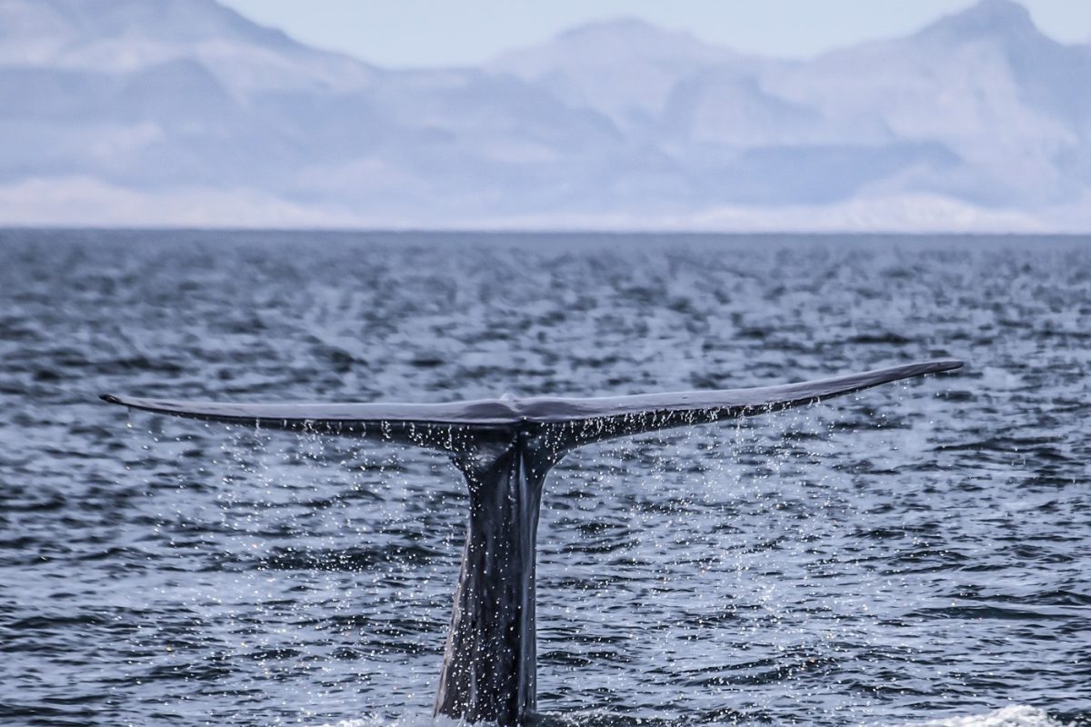 Blue whale watching in Loreto Bay - Things to do - Mexico - Journey ...