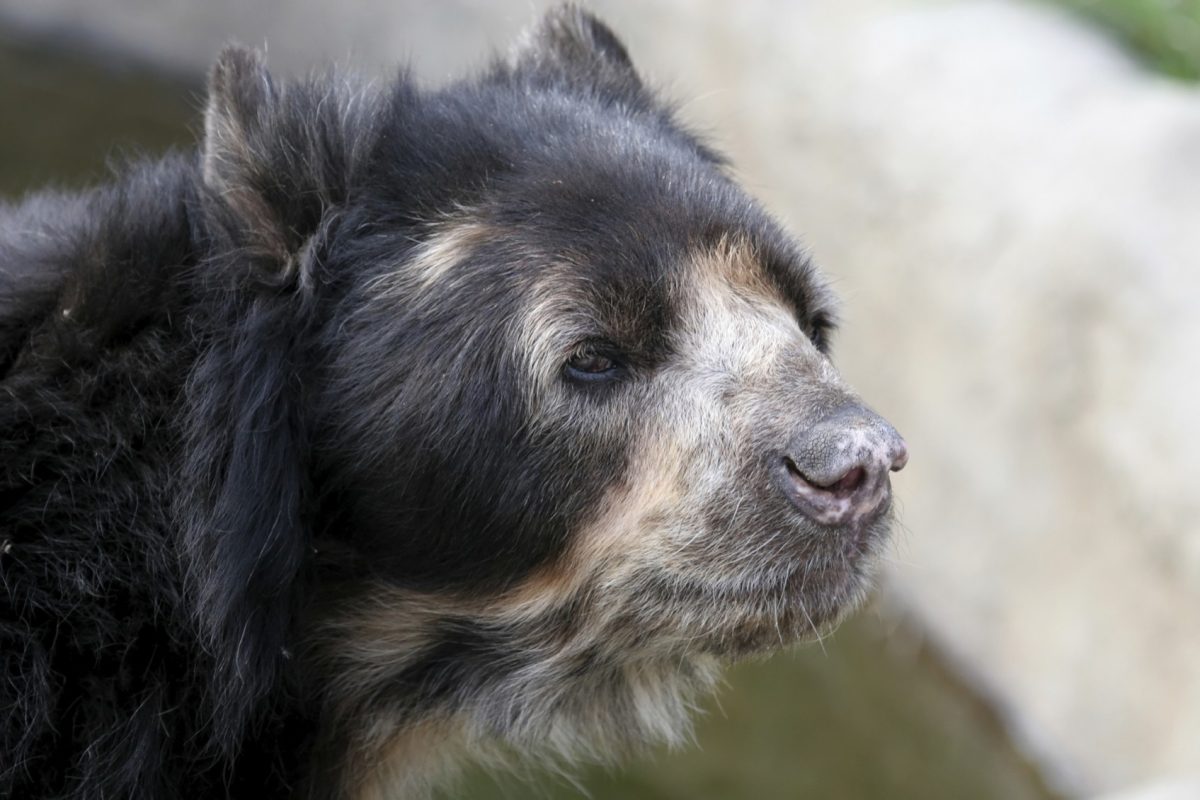 Spectacled Bear Rescue Centre - Peru - Journey Latin America