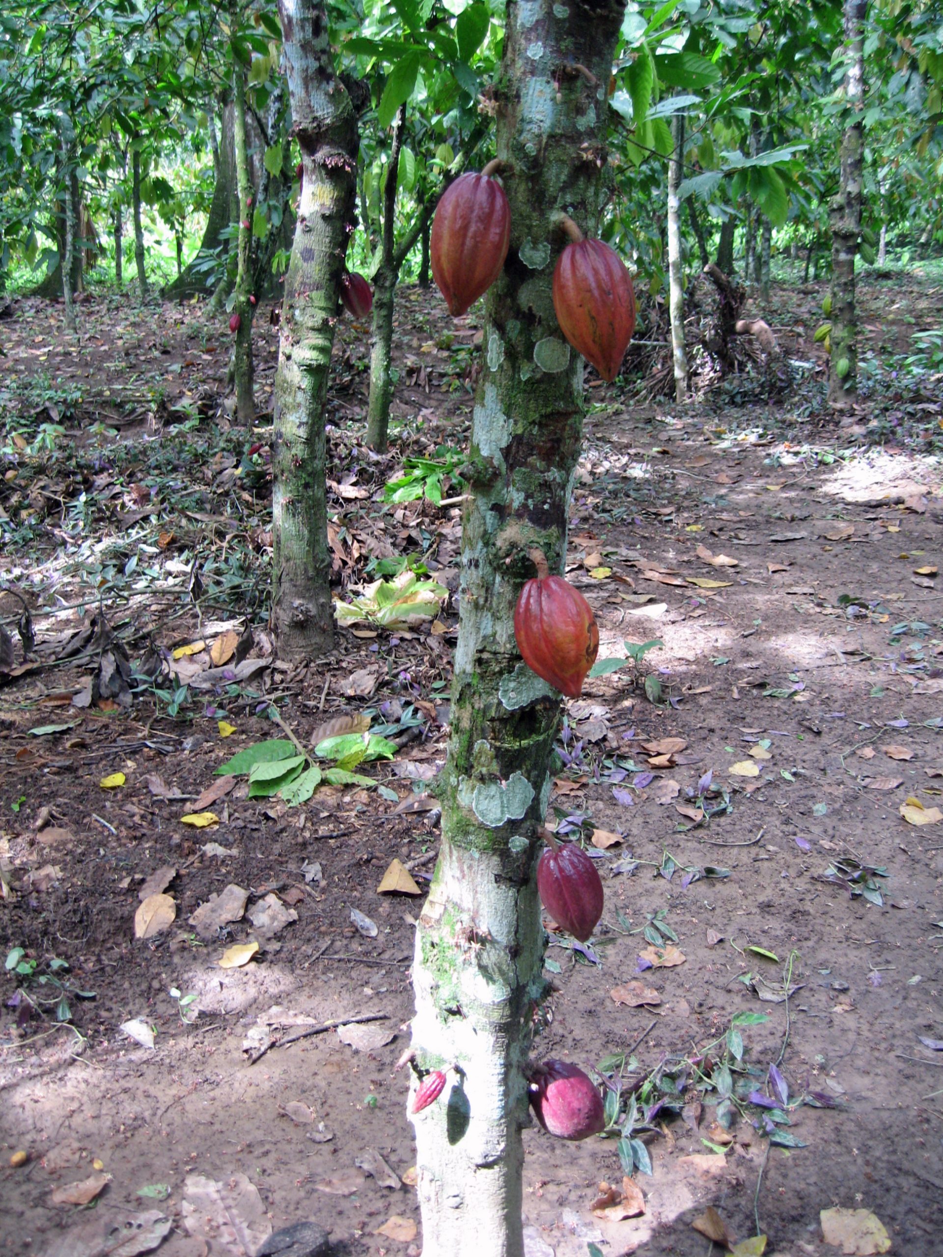 Visit a Chocolate Factory - Venezuela - Journey Latin America