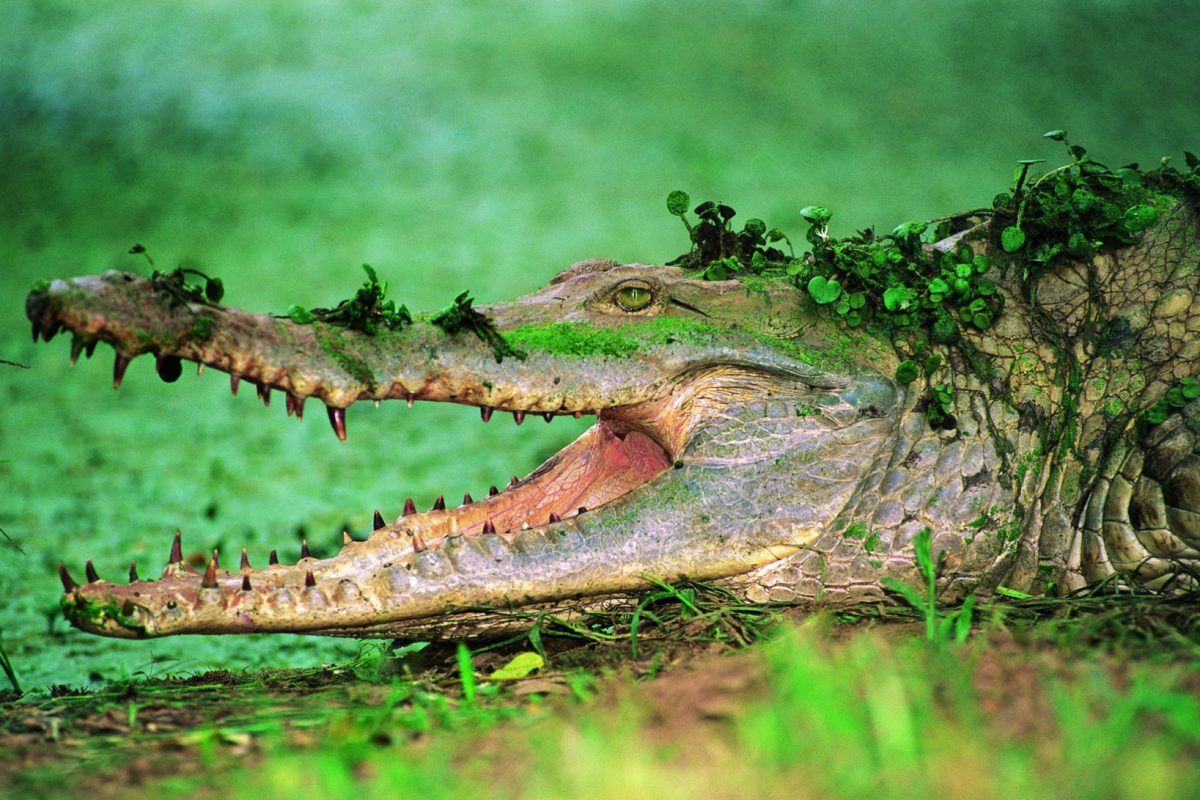 Orinoco River Animals